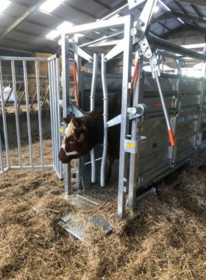 Mobile Cattle Crate with Manual Yoke - Ritchie