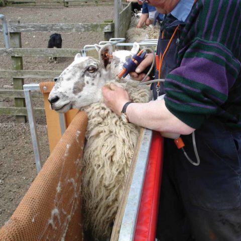 Combi Clamp - Ritchie