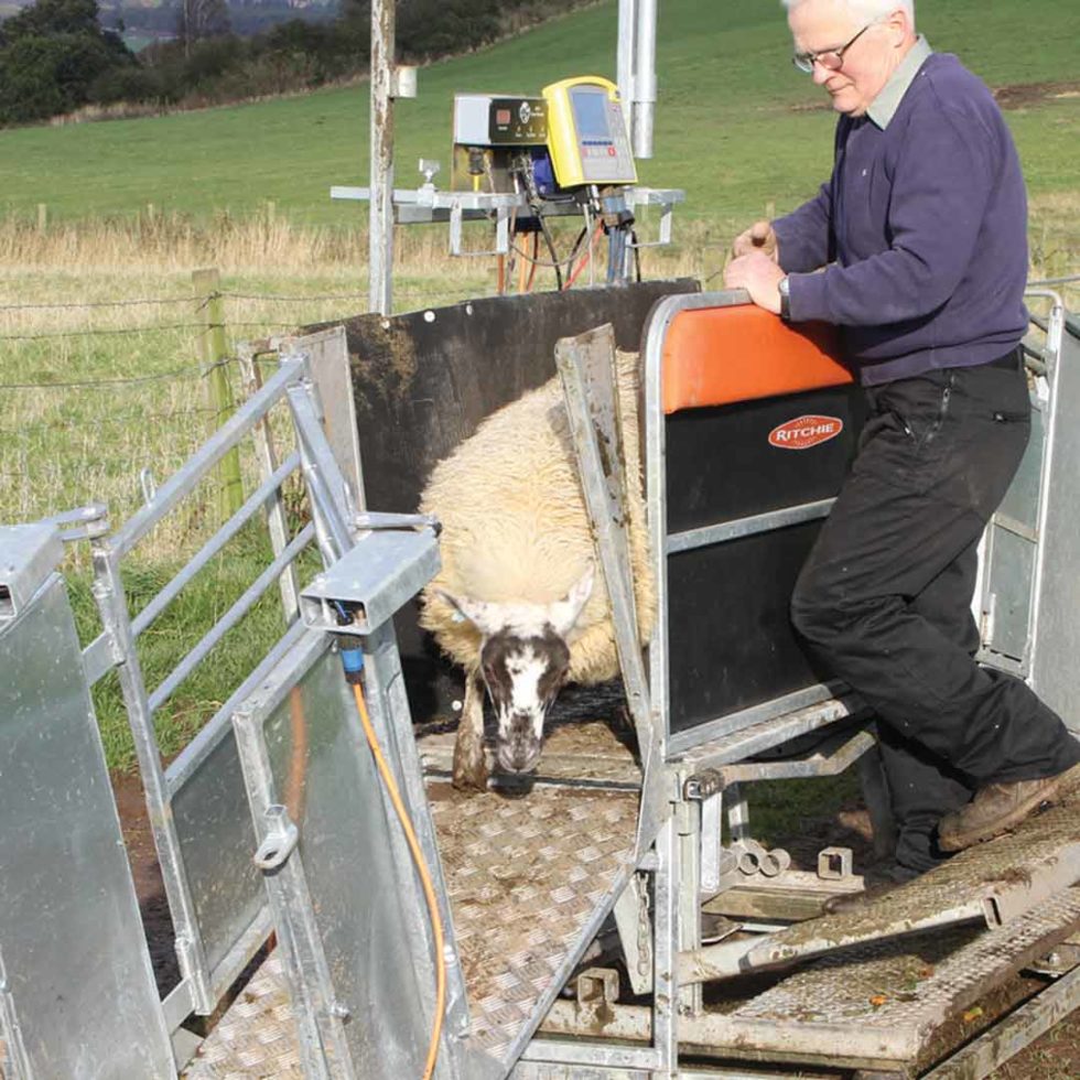 Combi Clamp - Ritchie