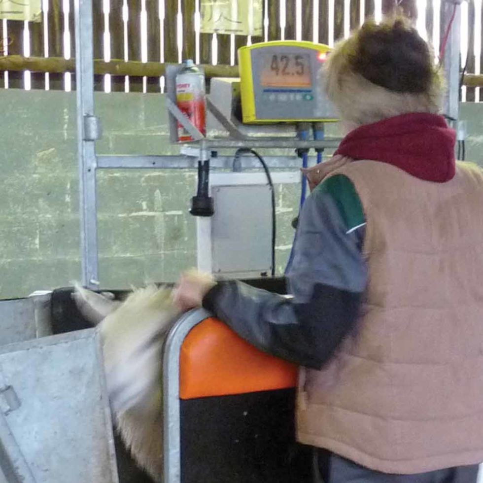 Combi Clamp - Ritchie