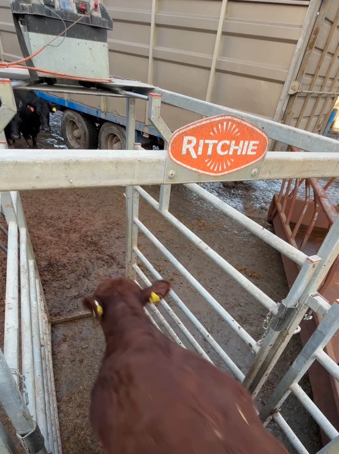 Mobile Cattle Handling Solution offering safety & efficiency - Ritchie