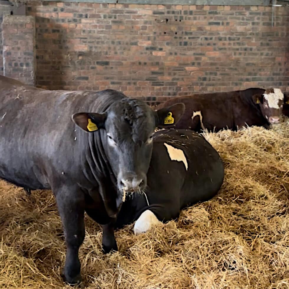 A Smarter 'Weigh' to Monitor: The BM3000 Weighing Cattle - Ritchie