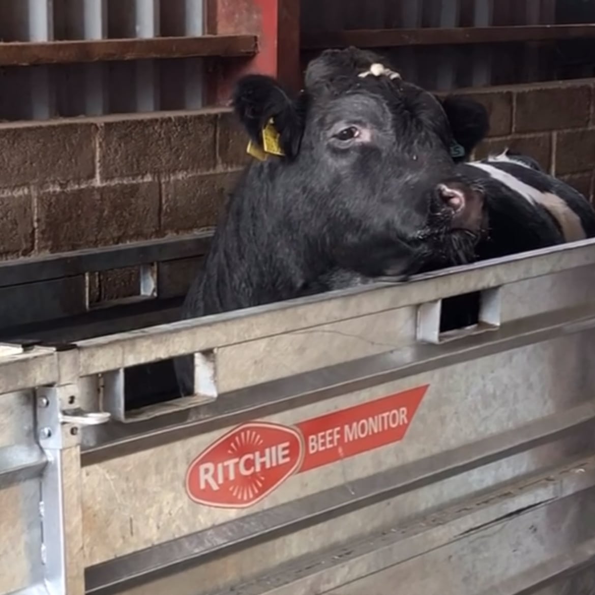A Smarter 'Weigh' to Monitor: The BM3000 Weighing Cattle - Ritchie